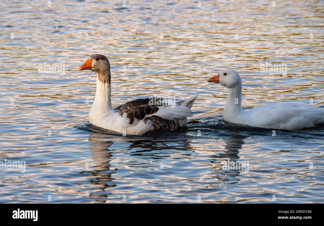 Domestic geese swim in the water. A flock of white beautiful geese in ...