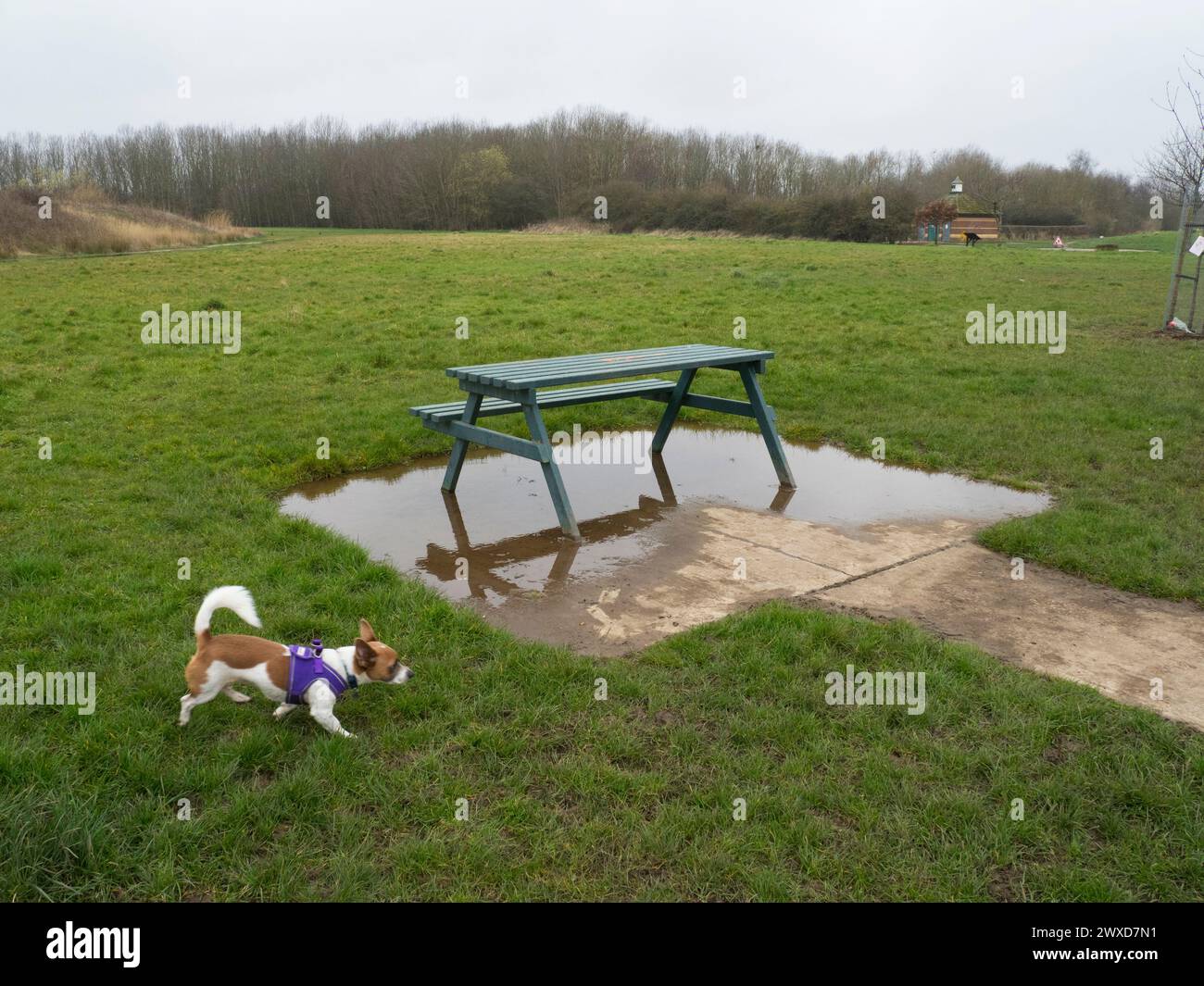 Cleethorpes Country Park. Needing attention, once open water now choked ...