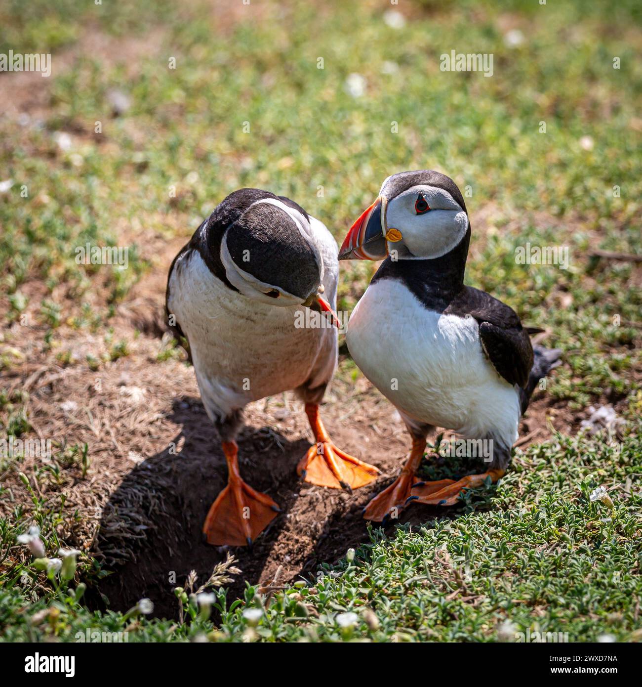 Two puffins on Skomer Island in the summer sunshine Stock Photo - Alamy