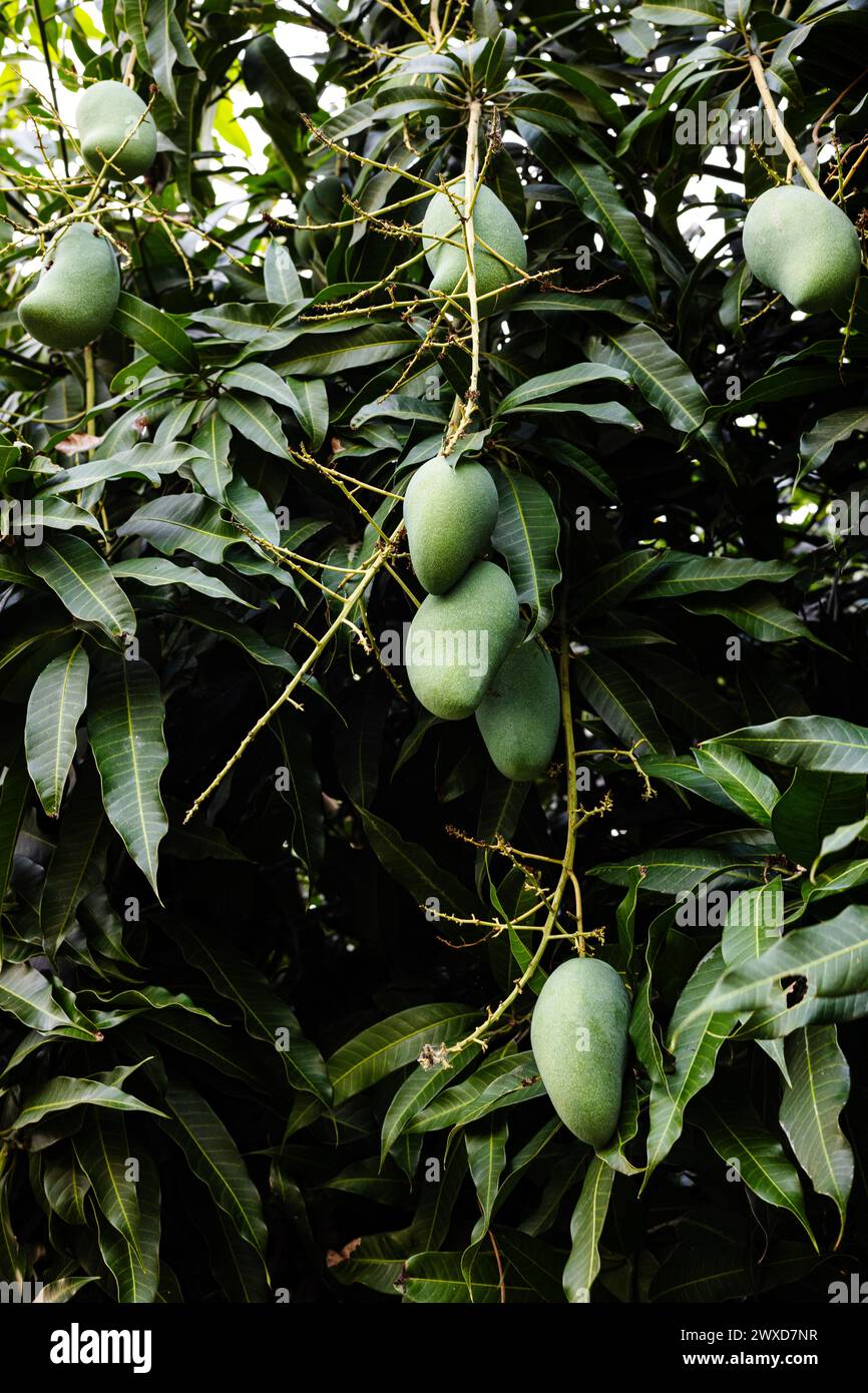 Close Up Of Tree With Green Mango Fruit In The Garden. A bunch of mango ...
