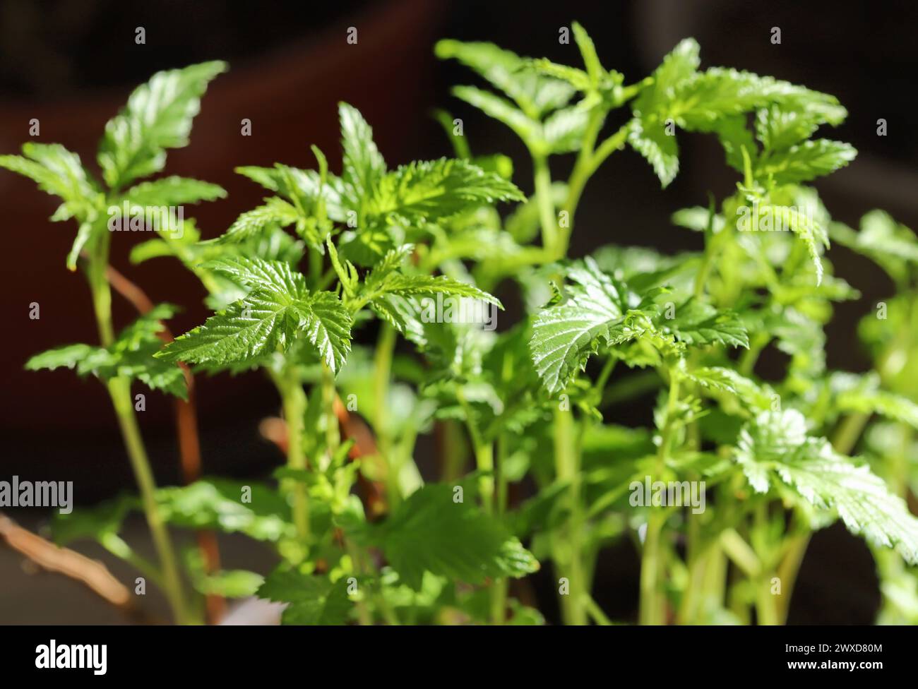 Raspberry seedling hi-res stock photography and images - Alamy