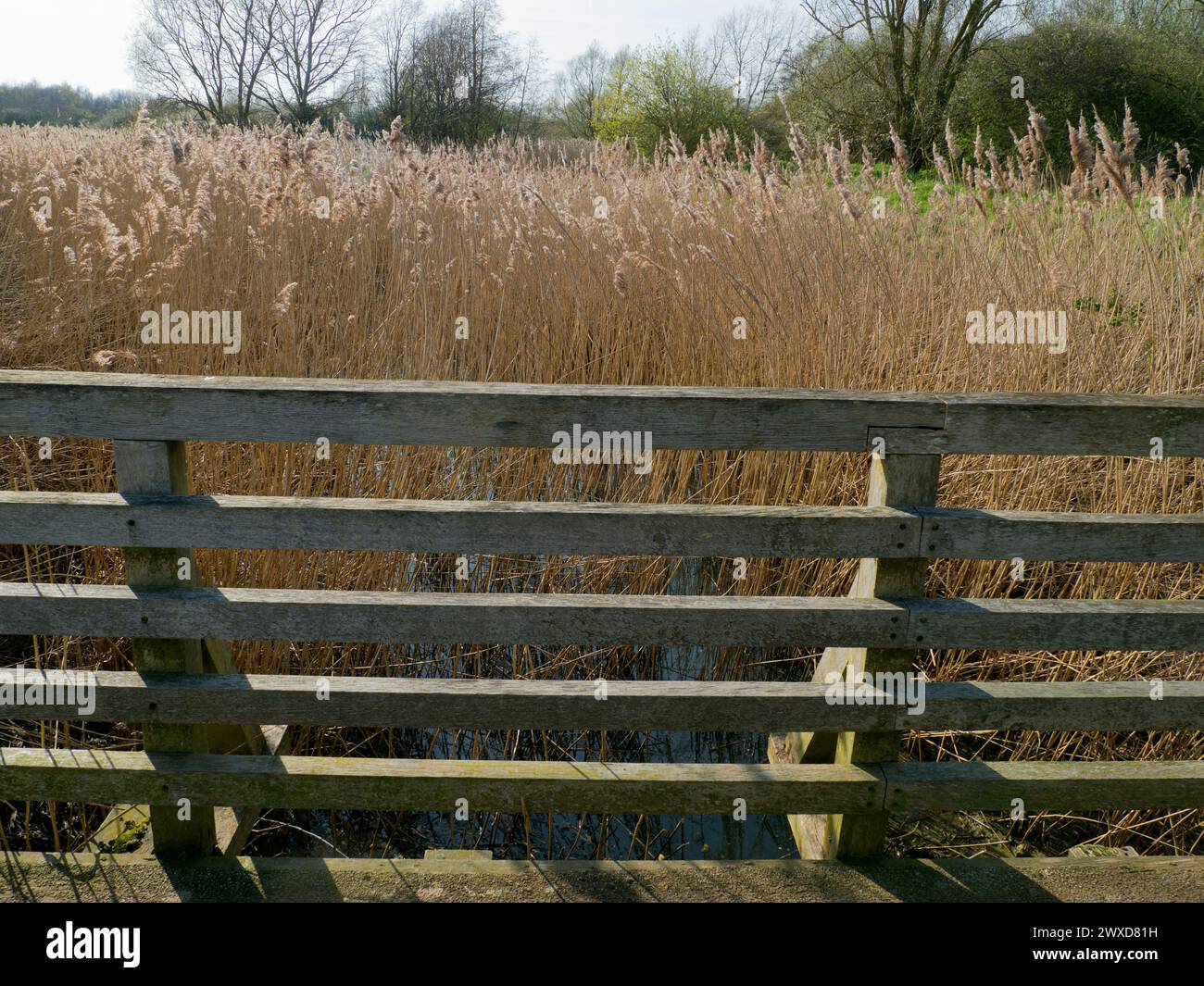 Cleethorpes Country Park. Needing attention, once open water now choked ...