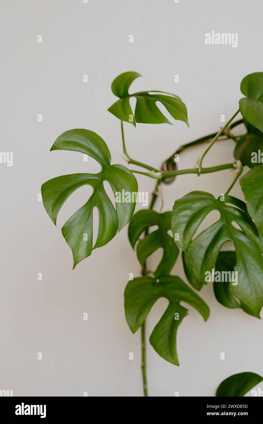 Monstera indoor plant hi-res stock photography and images - Alamy