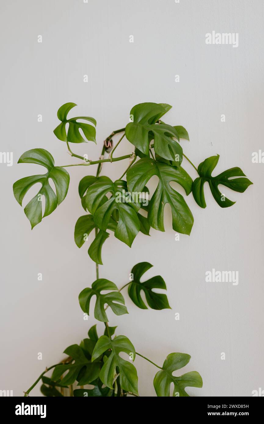 Monstera indoor plant hi-res stock photography and images - Alamy