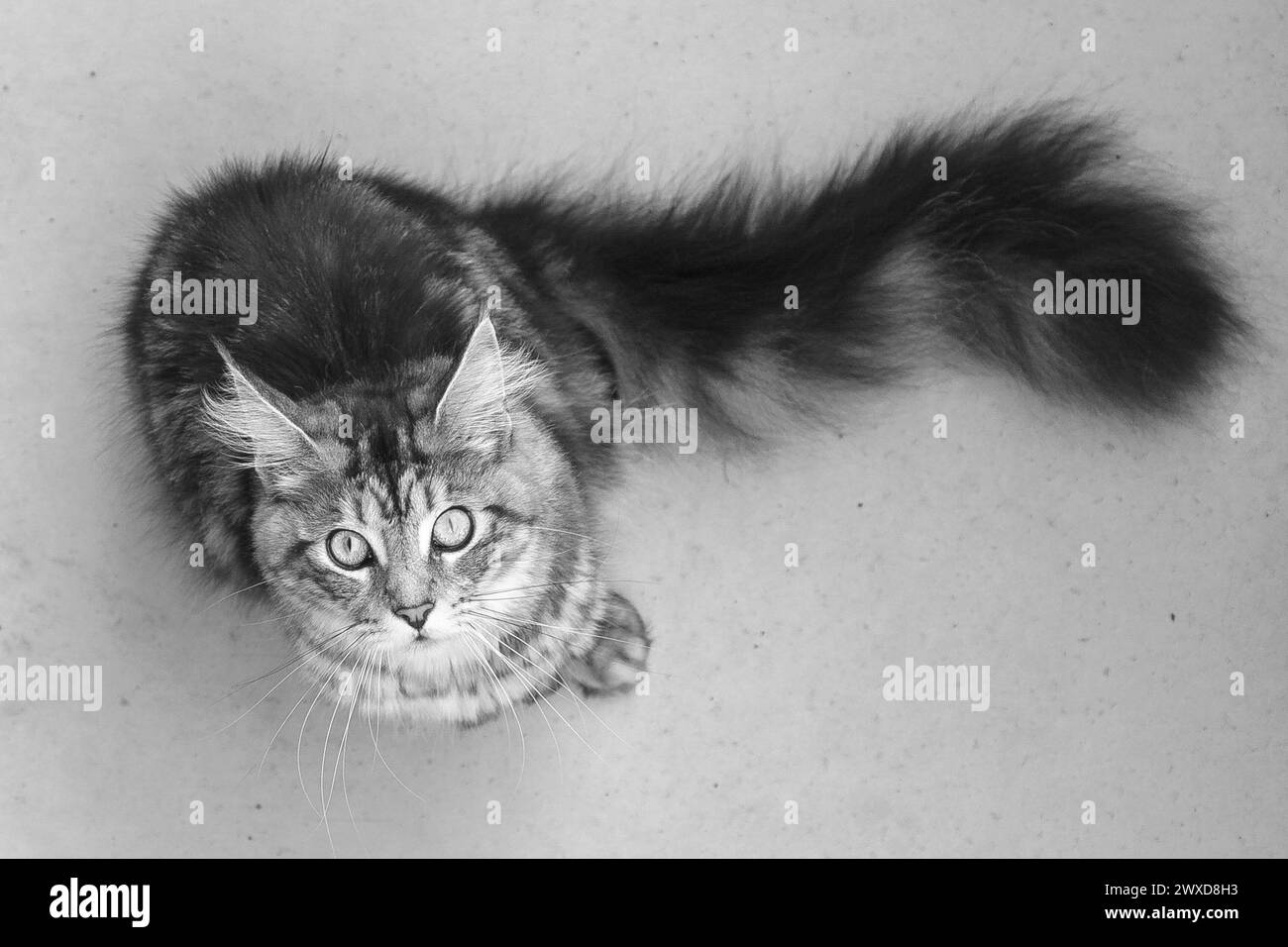 German House Cat Stock Photo - Alamy
