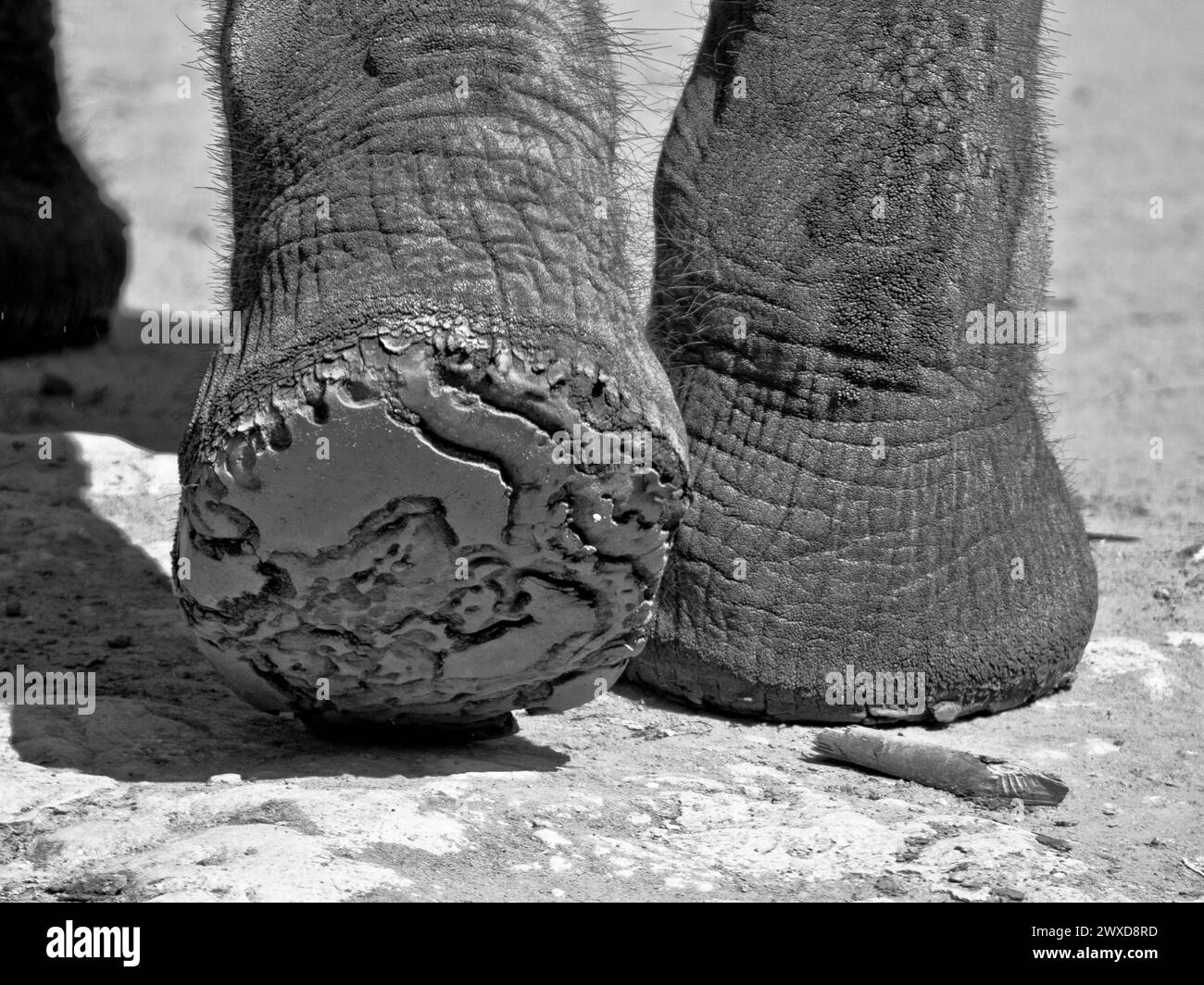 The elephant feet hi-res stock photography and images - Alamy
