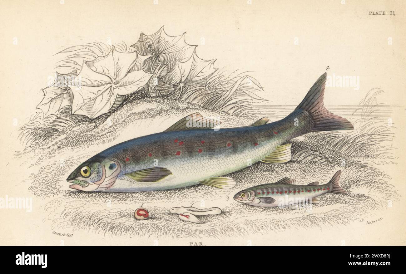 Salmo salar fry hi-res stock photography and images - Alamy