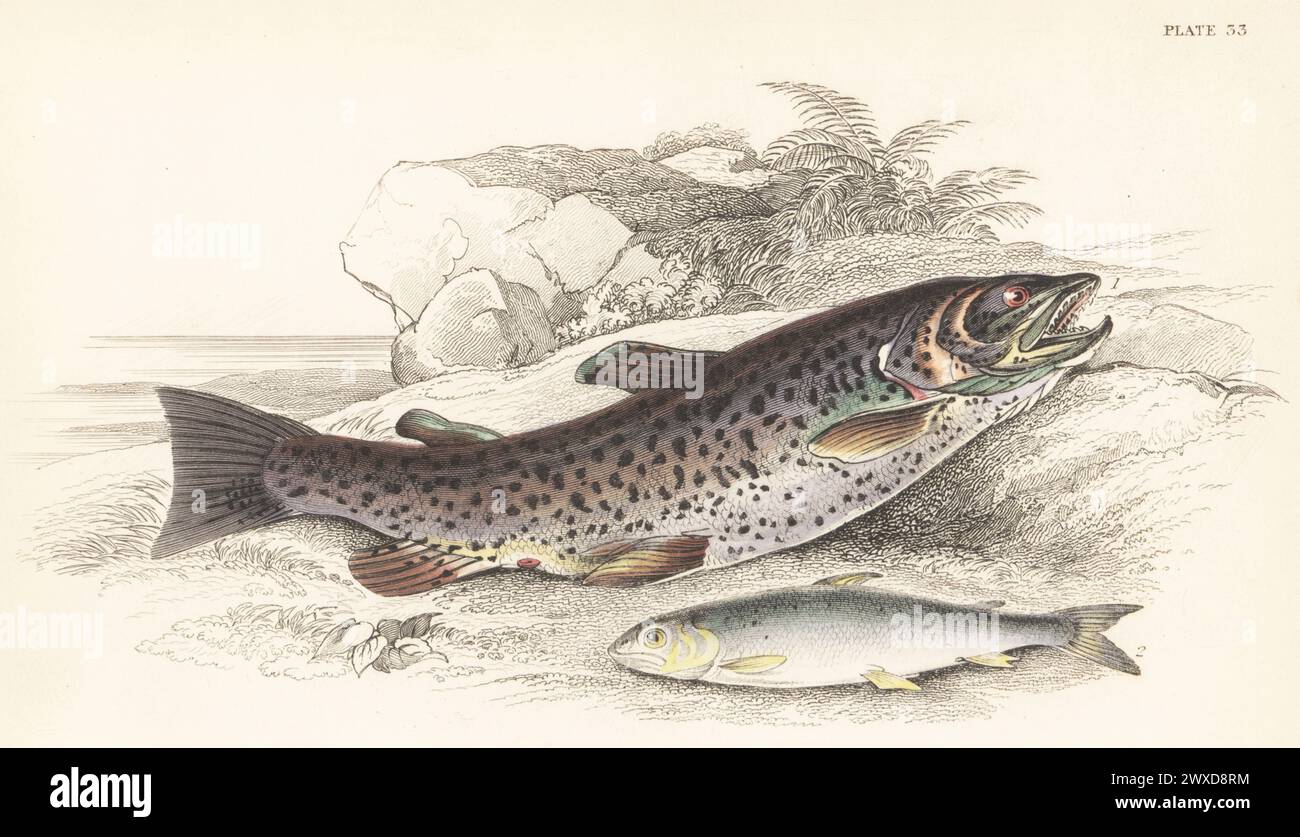 Salmo eriox hi-res stock photography and images - Alamy