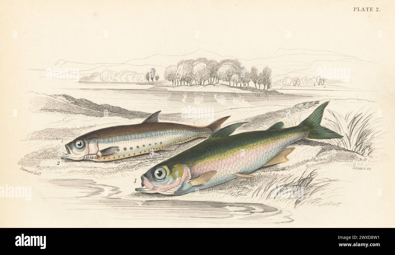 Muellers bristle mouth fish hi-res stock photography and images - Alamy