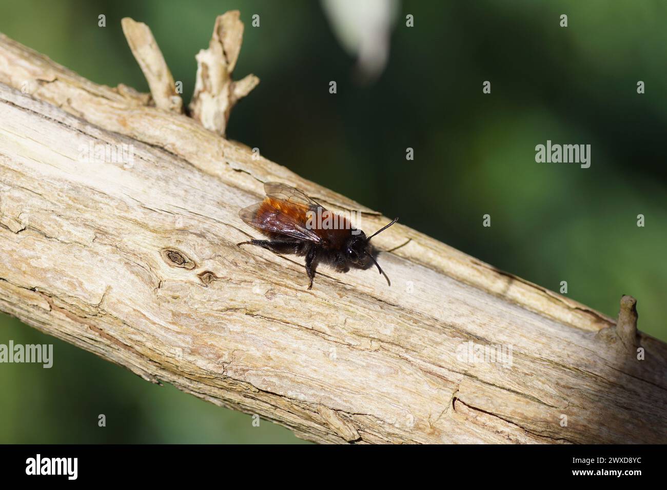 Female Tawny Mining Bee (Andrena fulva). Family Mining Bees (Andrenidae ...