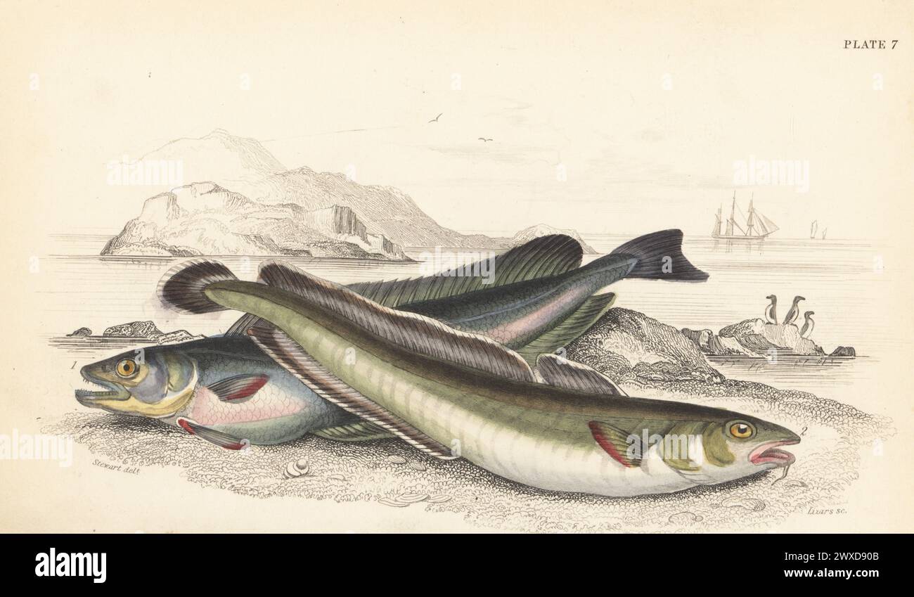 William hake hi-res stock photography and images - Alamy