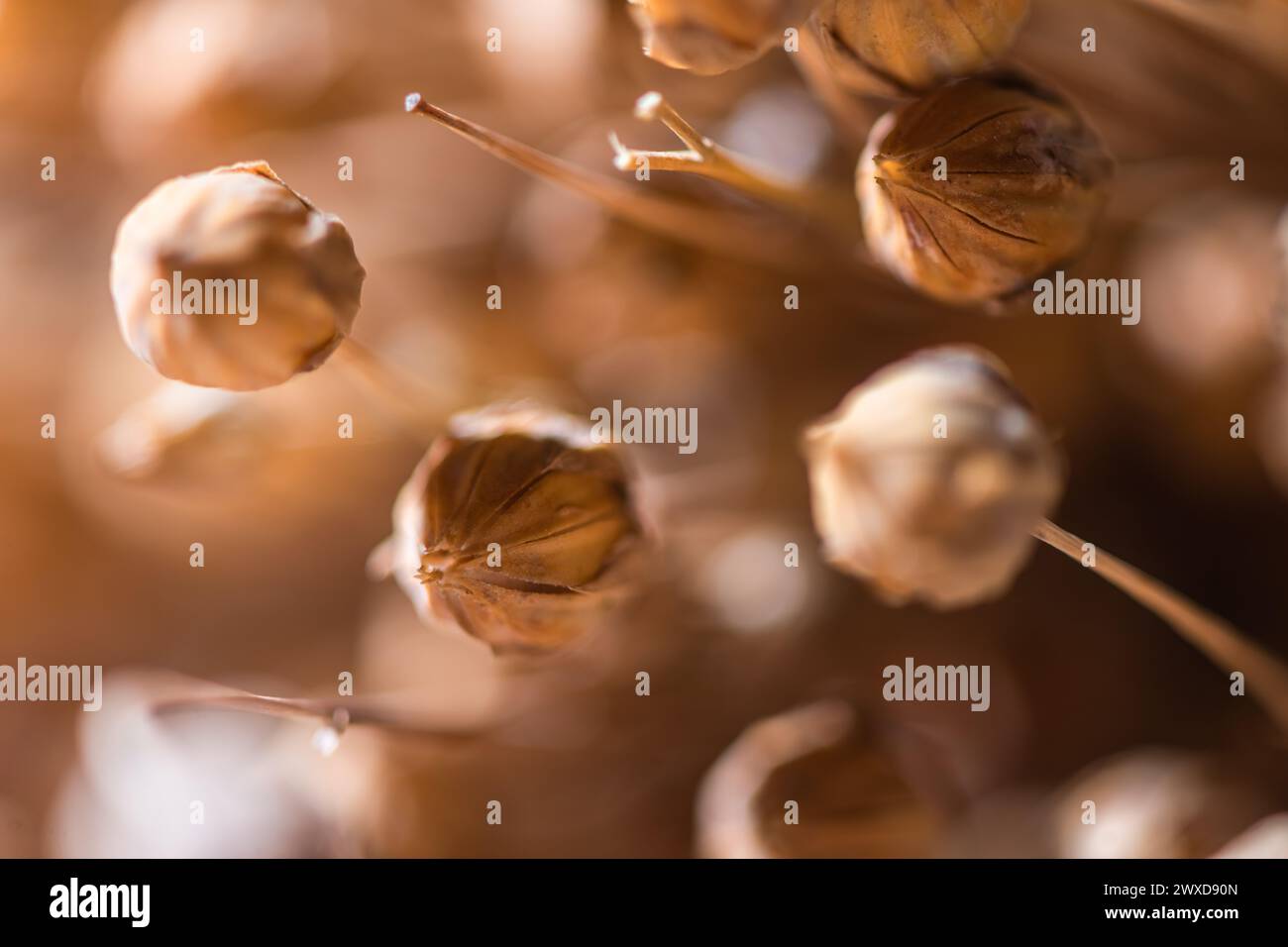 Close up photo of flax flower in the middle of ripe flax capsules ...