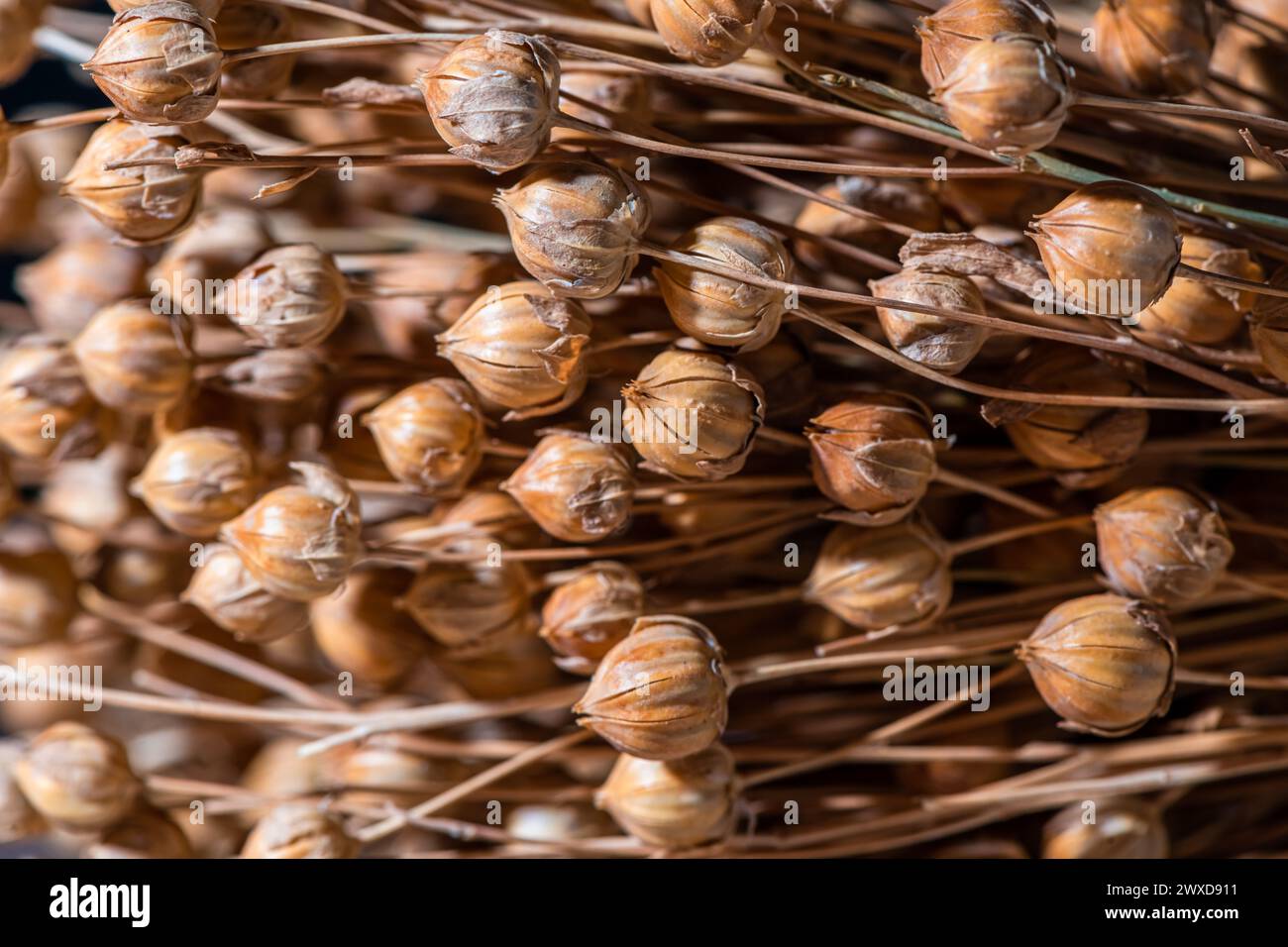 Close up photo of flax flower in the middle of ripe flax capsules ...