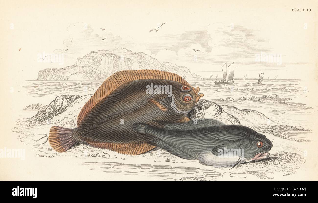 Tadpole fish, Raniceps raninus 1, and common dab, Limanda limanda 2 ...