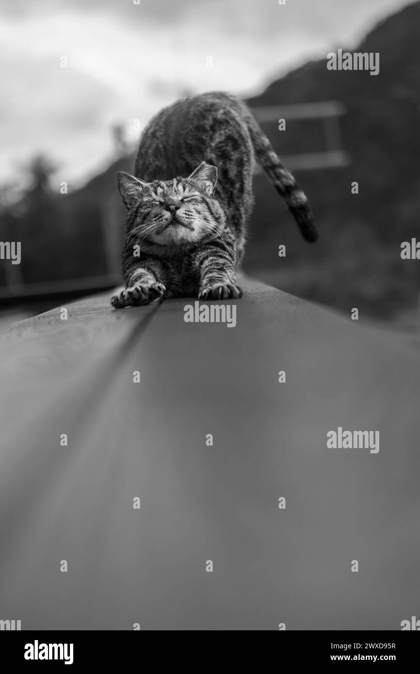 A grayscale shot of a cat with its paws extended and tail resting on a ...