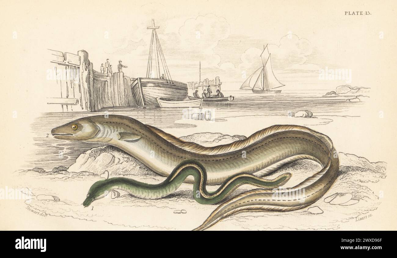 Common conger eel hi-res stock photography and images - Alamy