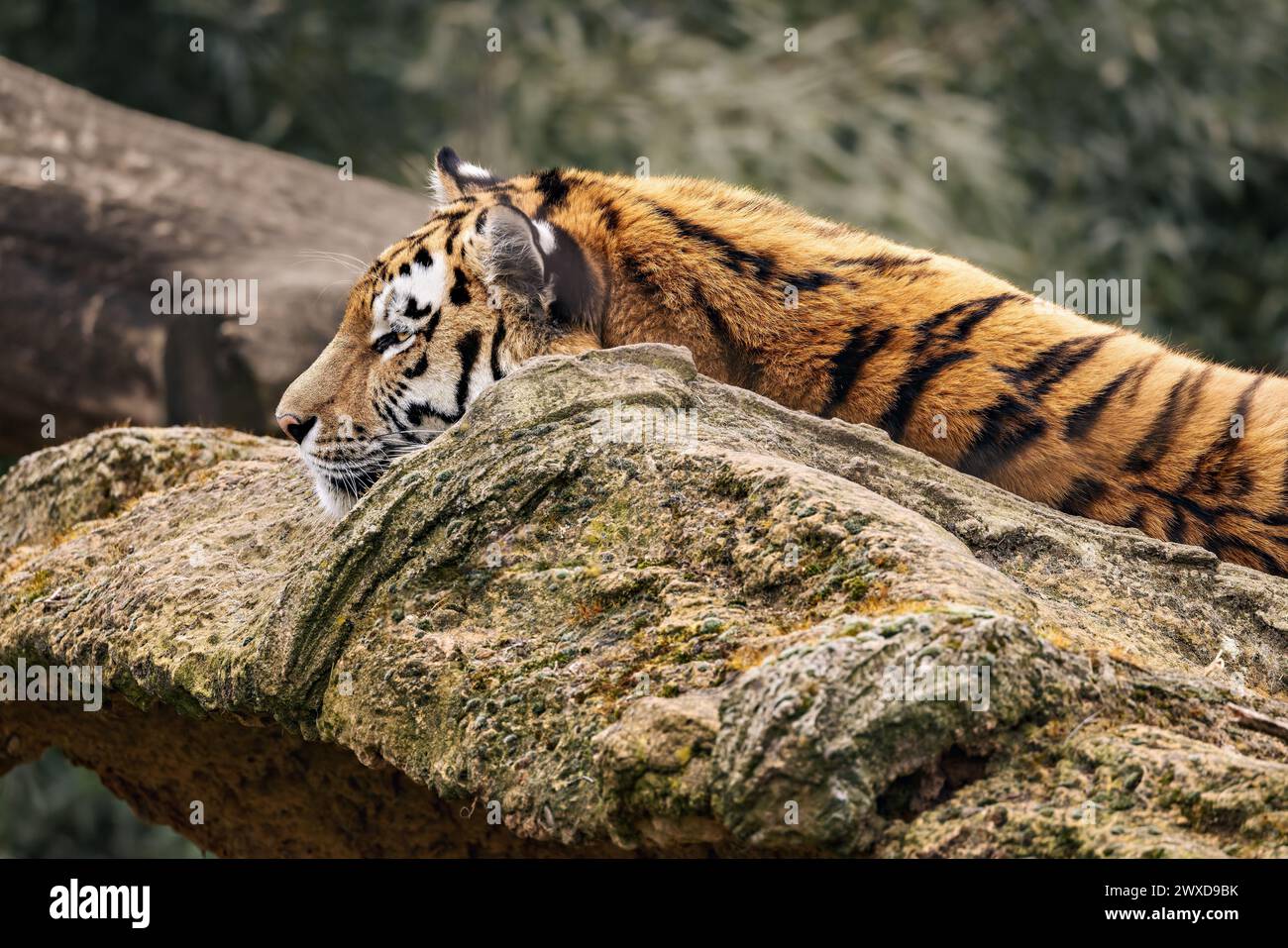 Tiger and trees hi-res stock photography and images - Alamy