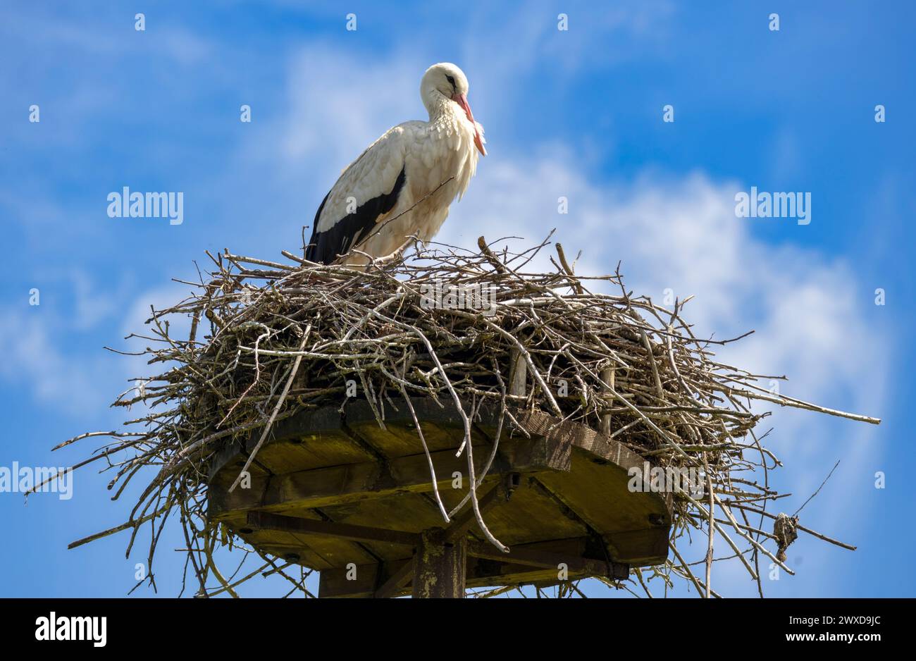Adult stork standing in nest hi-res stock photography and images - Alamy