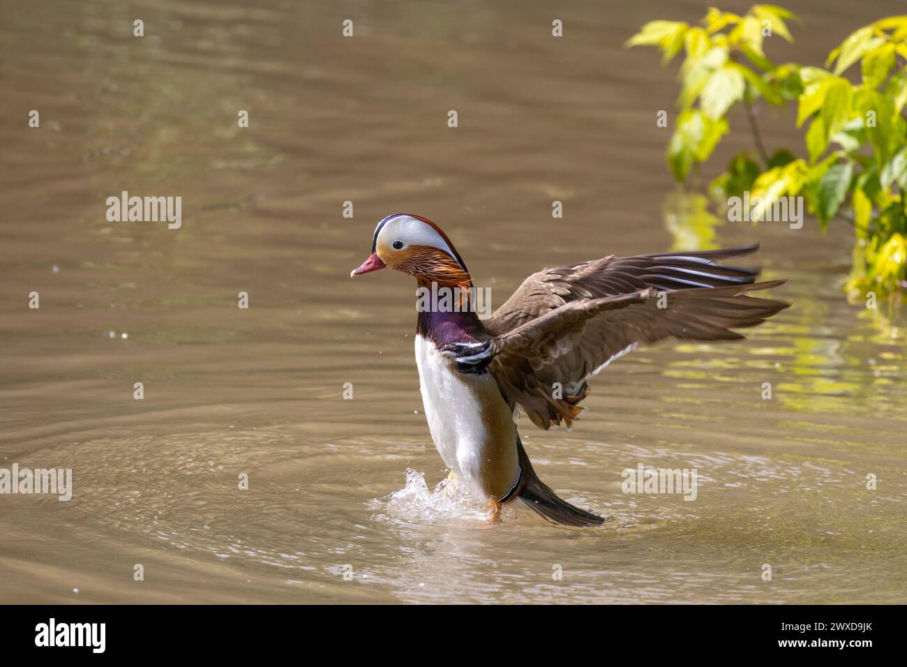 A beautiful mandarin duck male in the water Stock Photo - Alamy