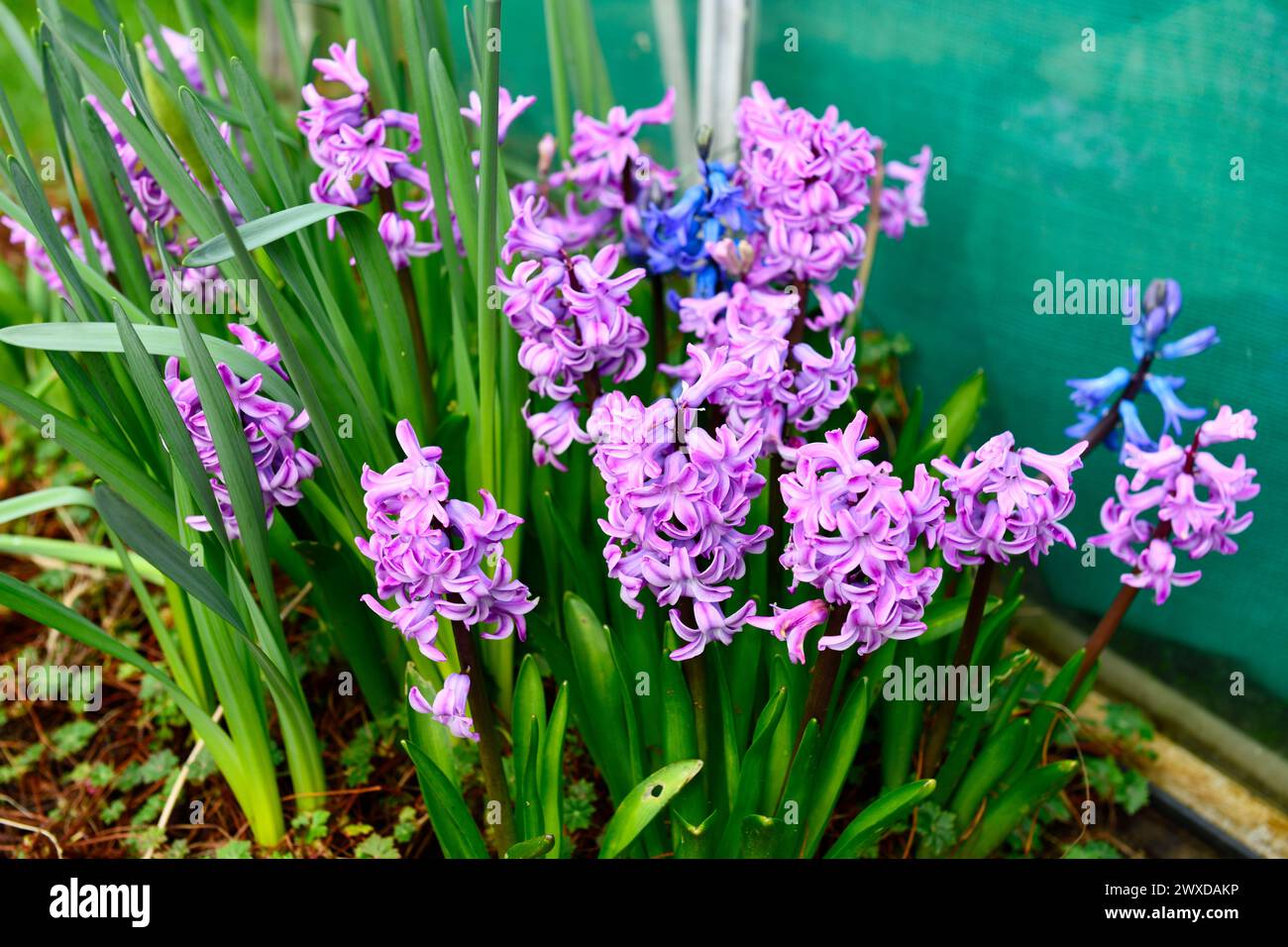 Violet hi res hi-res stock photography and images - Alamy