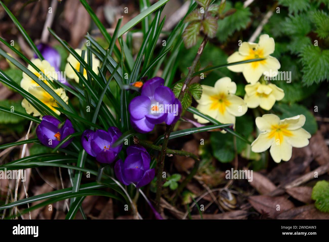 Crocus Flowers (krókos saffron) with Primrose (primula vulgaris Stock ...