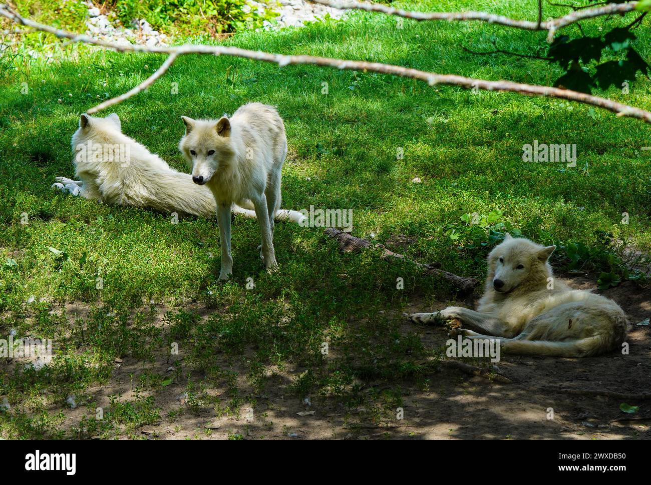 Small wolves hi-res stock photography and images - Alamy