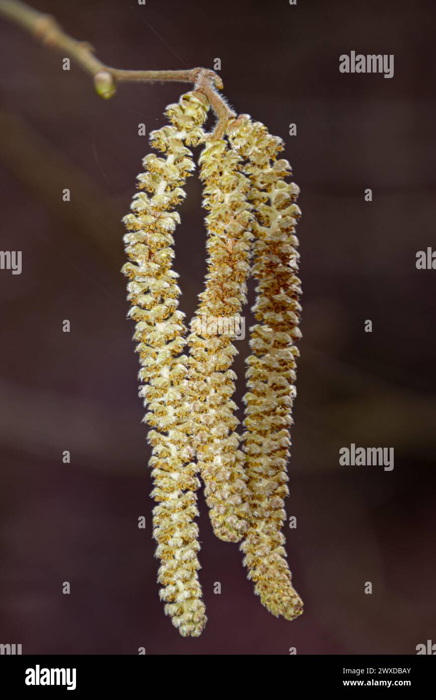 Filbert catkins hi-res stock photography and images - Alamy