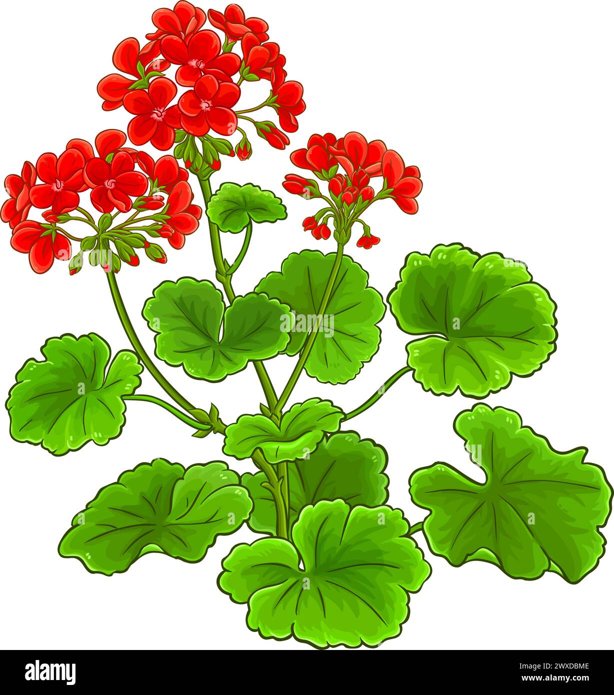 Geranium Plant Colored Detailed Illustration Stock Vector Image & Art ...