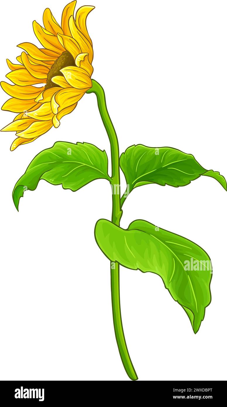 Sunflower Plant Colored Detailed Illustration Stock Vector Image & Art ...