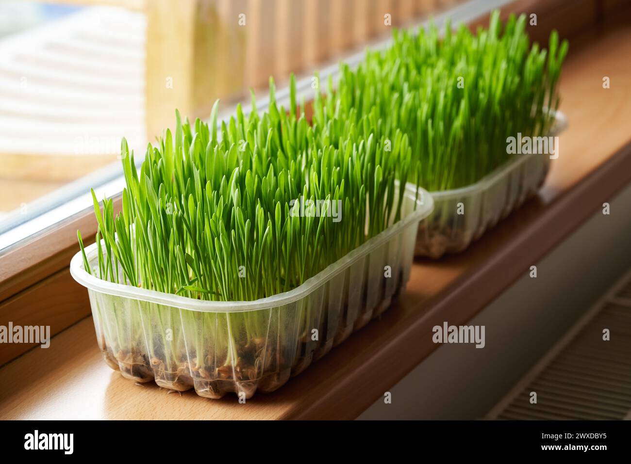 Fresh young green barley grass growing in containers on the windowsill ...
