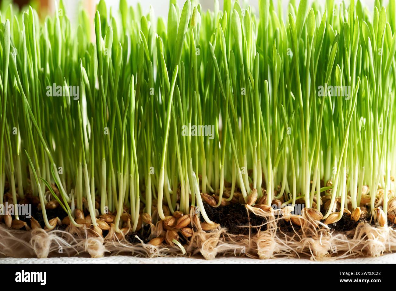 Soil fresh wheatgrass gardening hi-res stock photography and images - Alamy