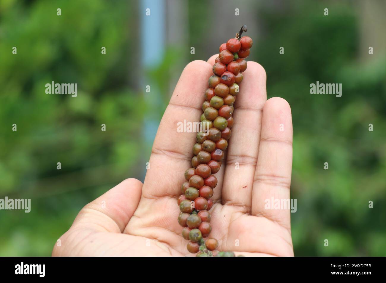 Whole black pepper corn harvested from the plant that is ready for ...