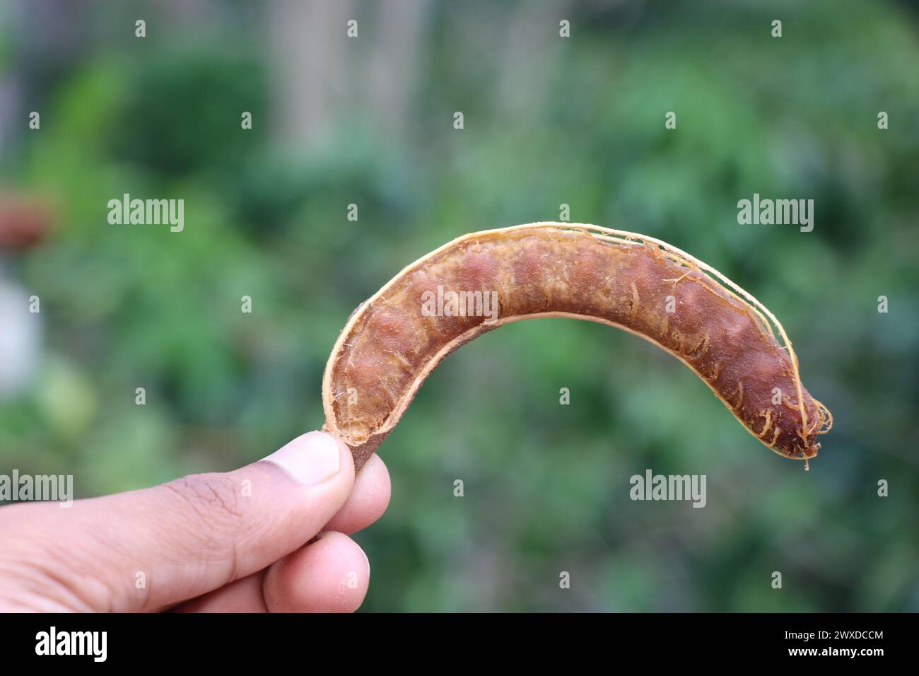 Tamarind after peeling from its shell held in the hand isolated on ...