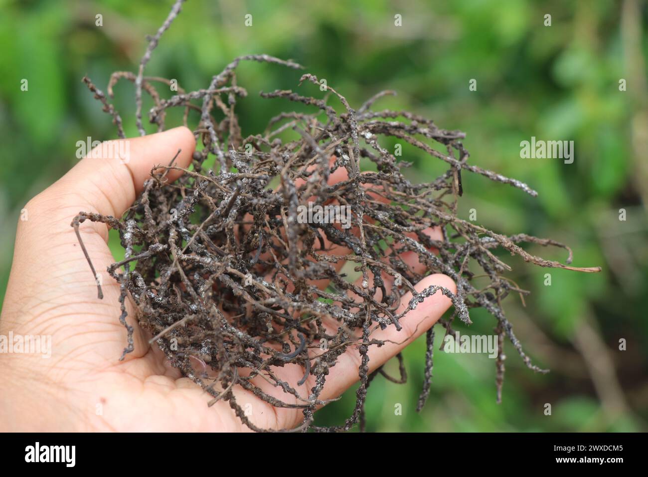 Stem of black pepper after the berries are harvested. Left over waste ...