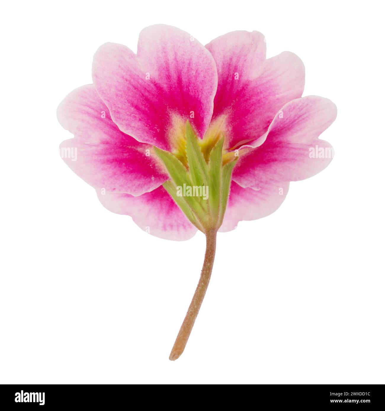 Pink flower isolated on white background Stock Photo - Alamy