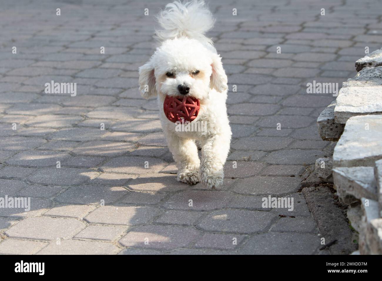 a spirited bichon frise runs joyfully on a paved path, carrying a ...