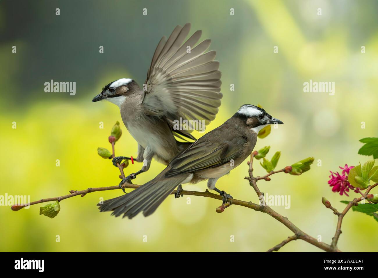 light-vented bulbul or Chinese bulbul, Pycnonotus sinensis Stock Photo ...