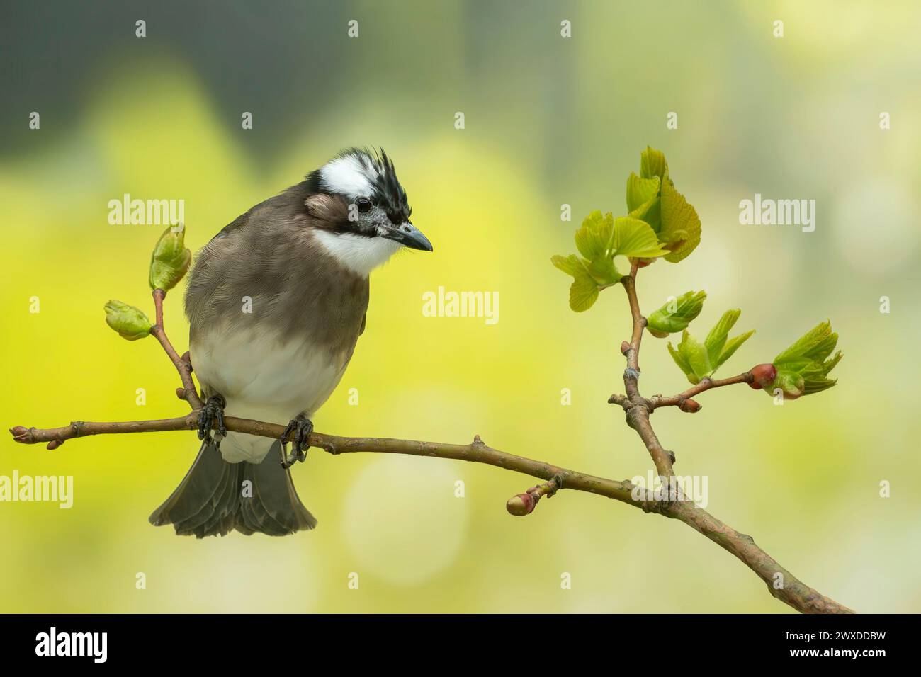 light-vented bulbul or Chinese bulbul, Pycnonotus sinensis Stock Photo ...