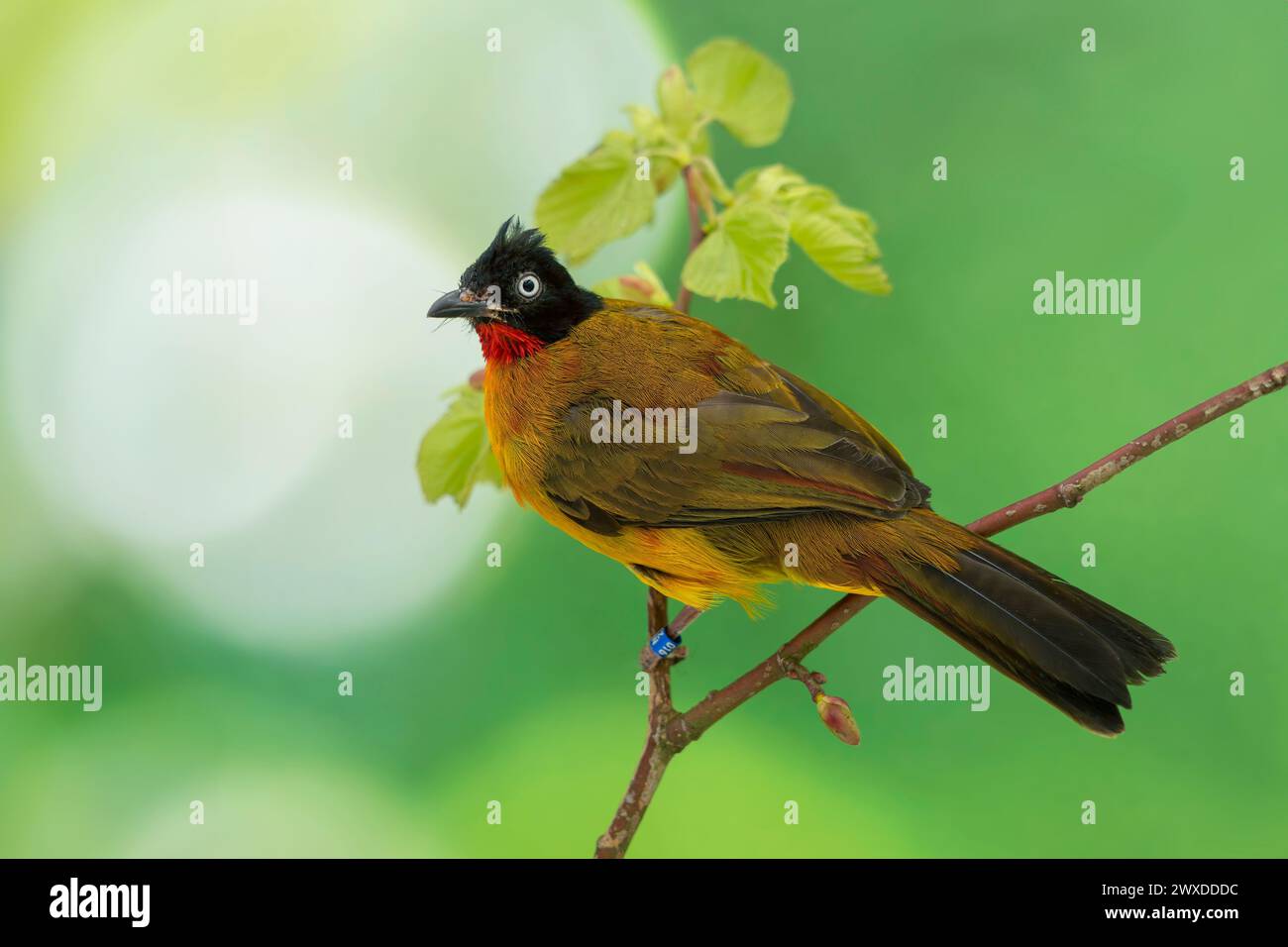 Yellow bulbul rubigula dispar hi-res stock photography and images - Alamy