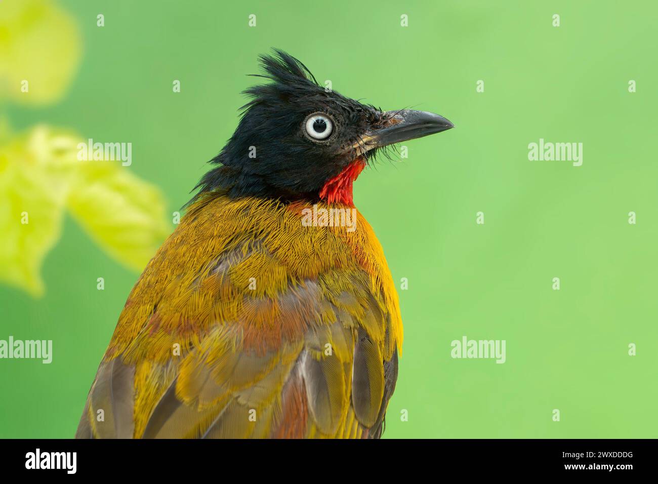 ruby-throated bulbul, Rubigula dispar Stock Photo - Alamy