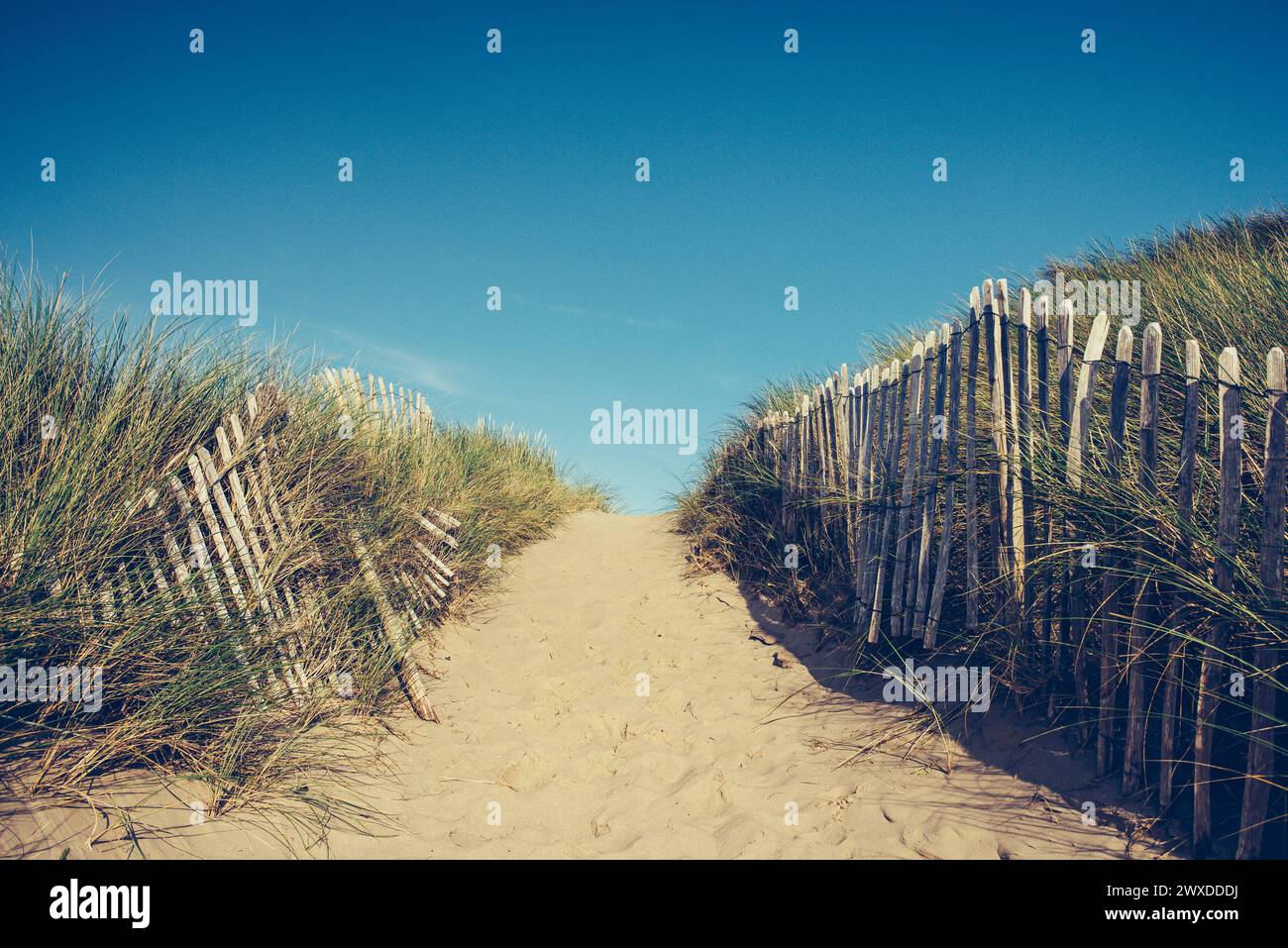 Sand dune grasses on hi-res stock photography and images - Alamy