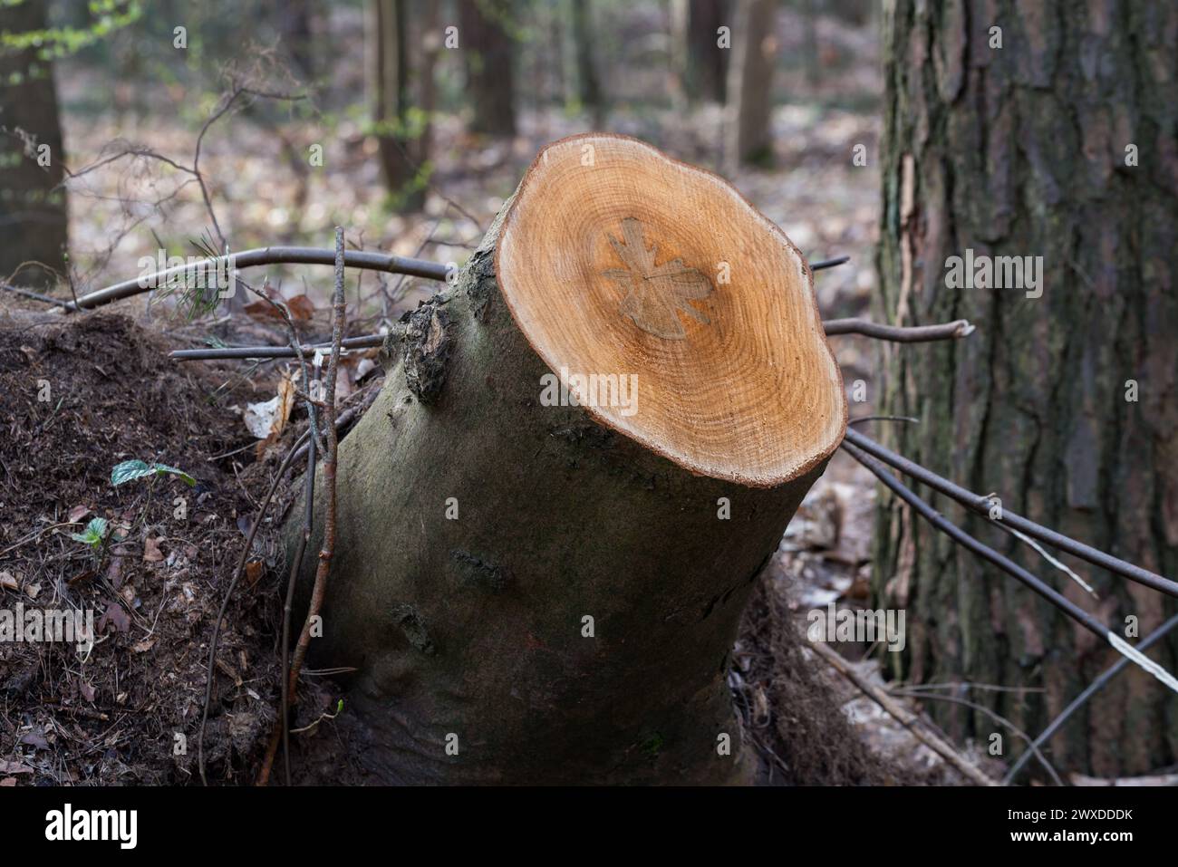 Cut tree stump hi-res stock photography and images - Alamy