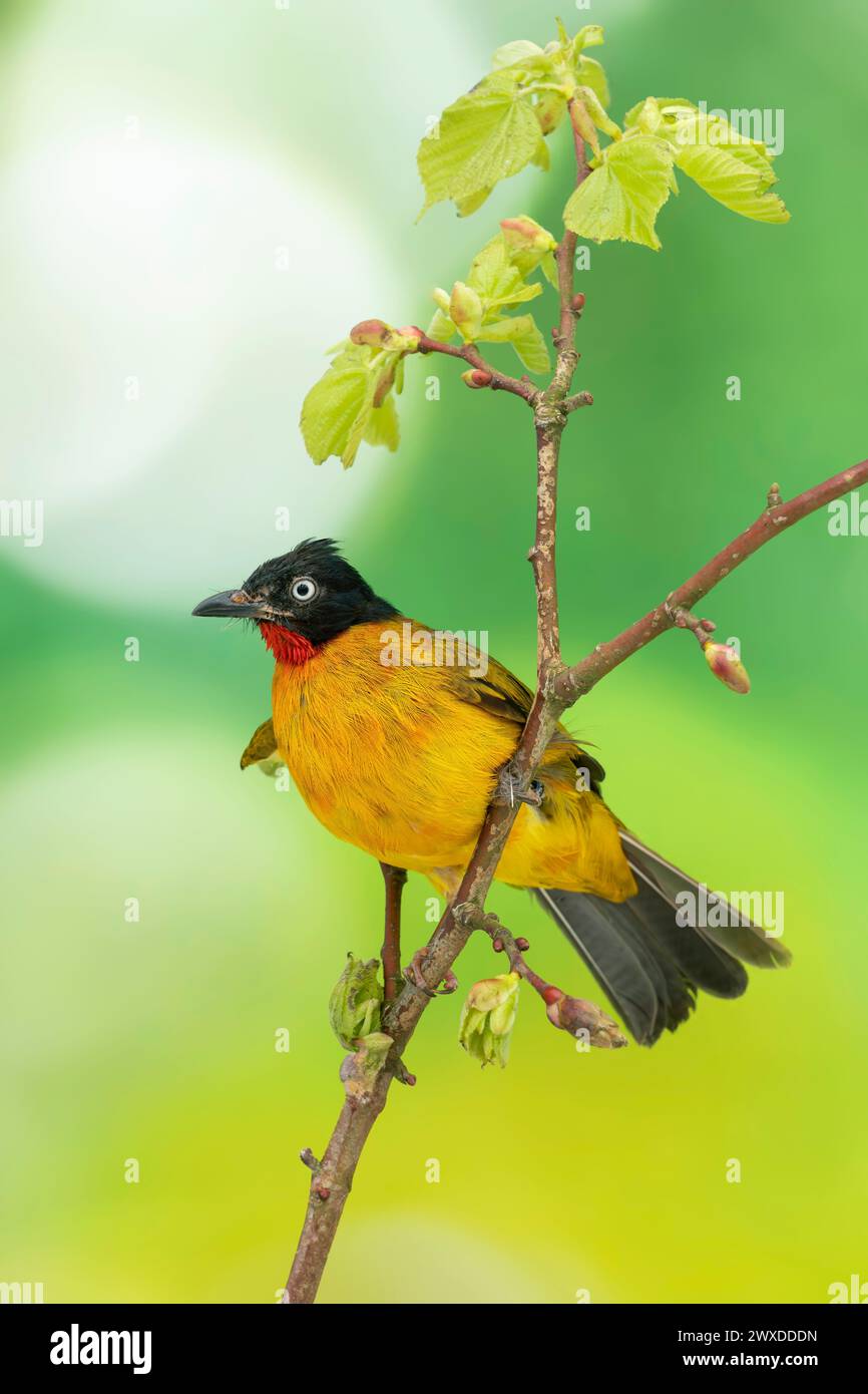 ruby-throated bulbul, Rubigula dispar Stock Photo - Alamy
