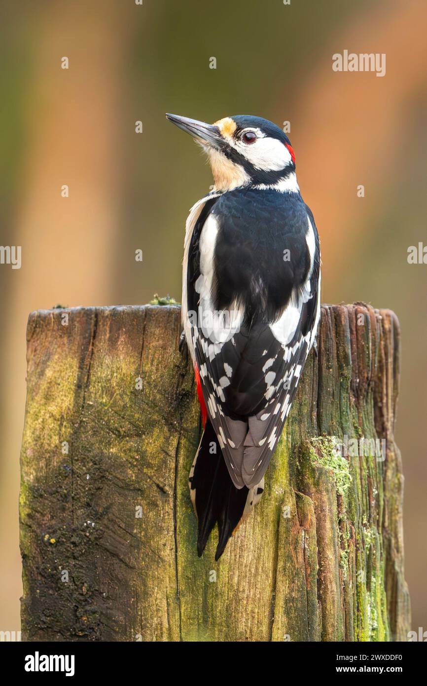 Great Spotted Woodpecker, Dendrocopos major Stock Photo - Alamy