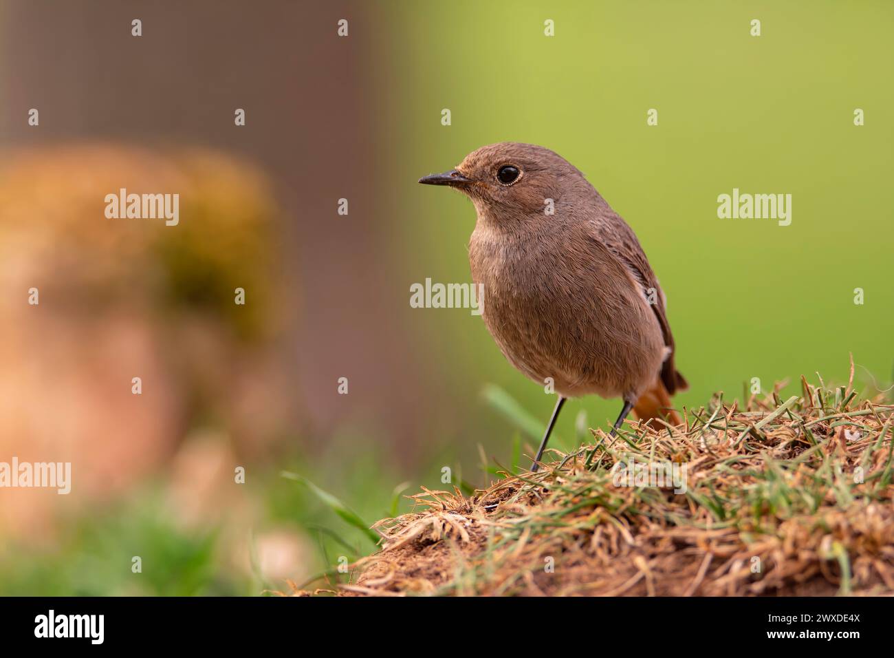 Female common redstart hi-res stock photography and images - Alamy