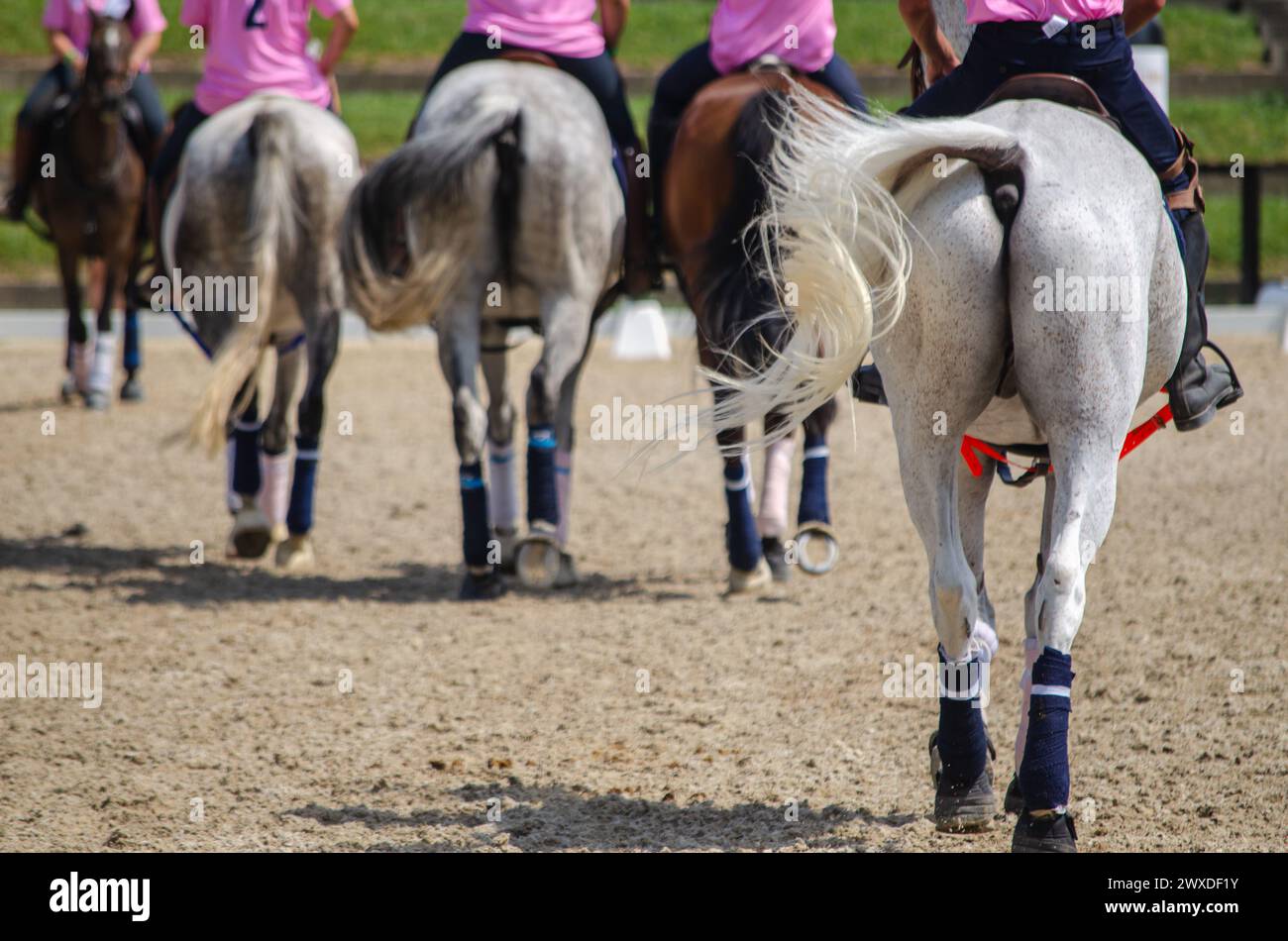 selective focus, view of the hindquarters of several horses during a ...
