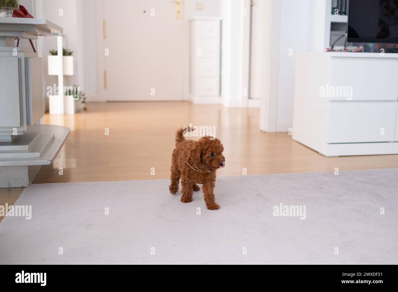 a cinnamon brown toy poodle puppy investigates his environment in his ...
