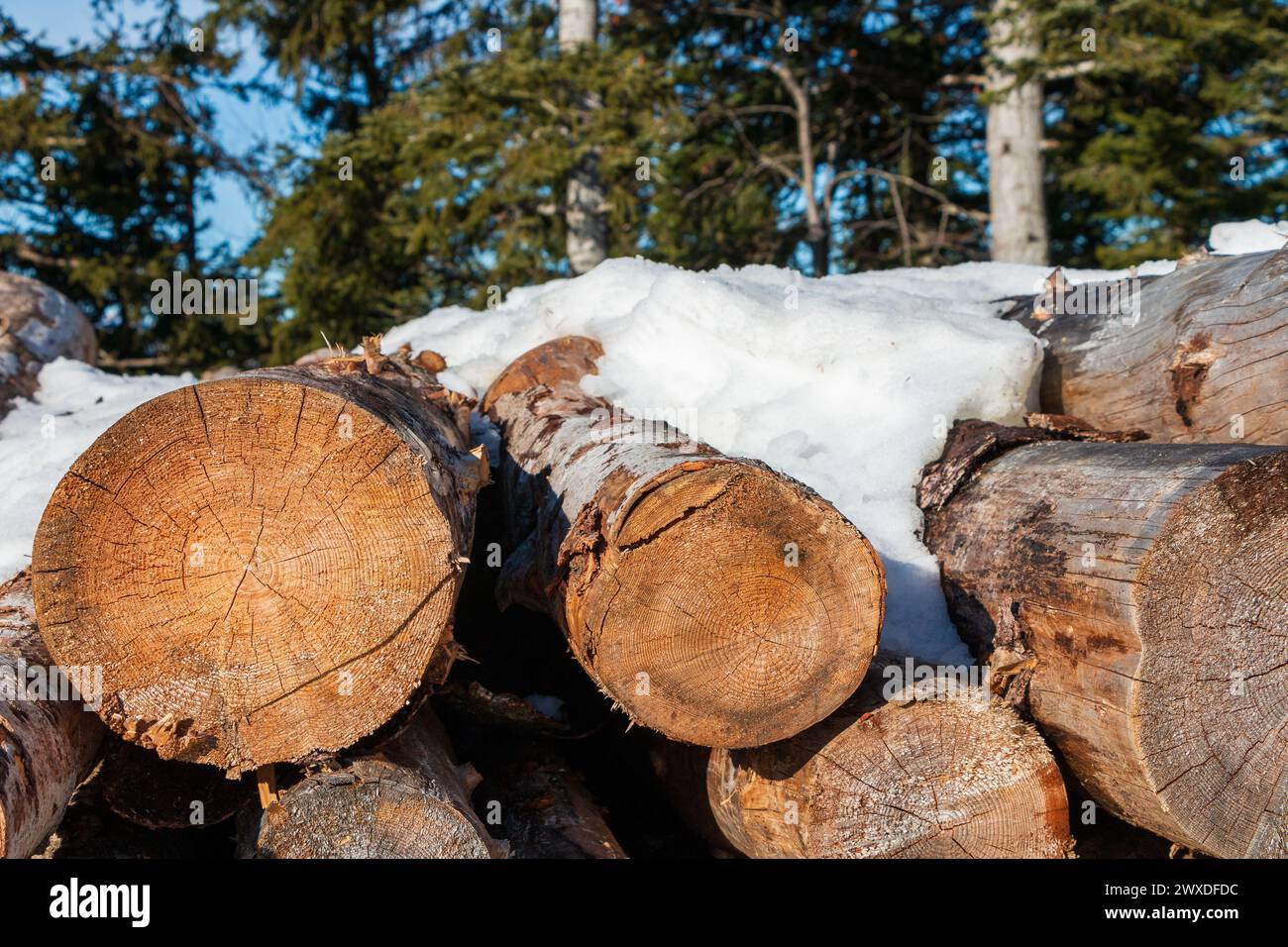 stack of logs under the snow Stock Photo - Alamy