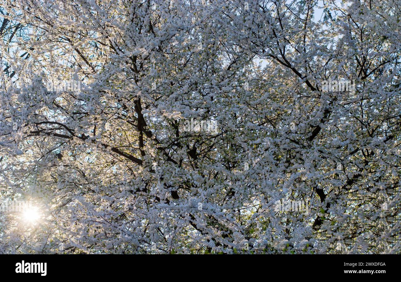 the sun peeps out in spring on a now flowering tree Stock Photo - Alamy