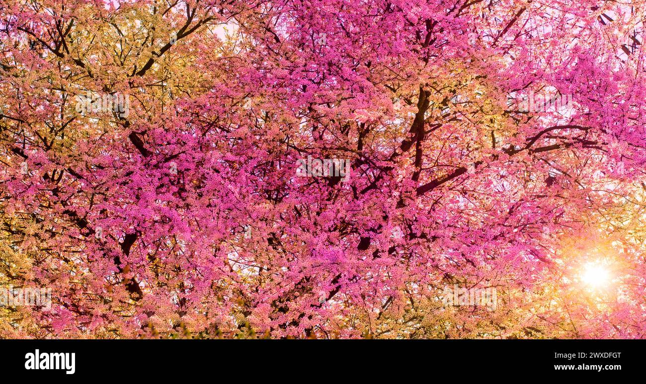 the fantastic colors of a tree grafted in spring Stock Photo - Alamy
